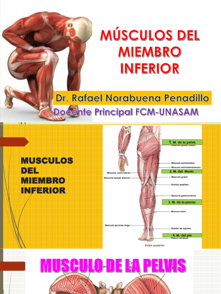 4. MUSCULO MIEMBRO INFERIOR 2 | PDF | Pelvis | Sistema musculoesquelético