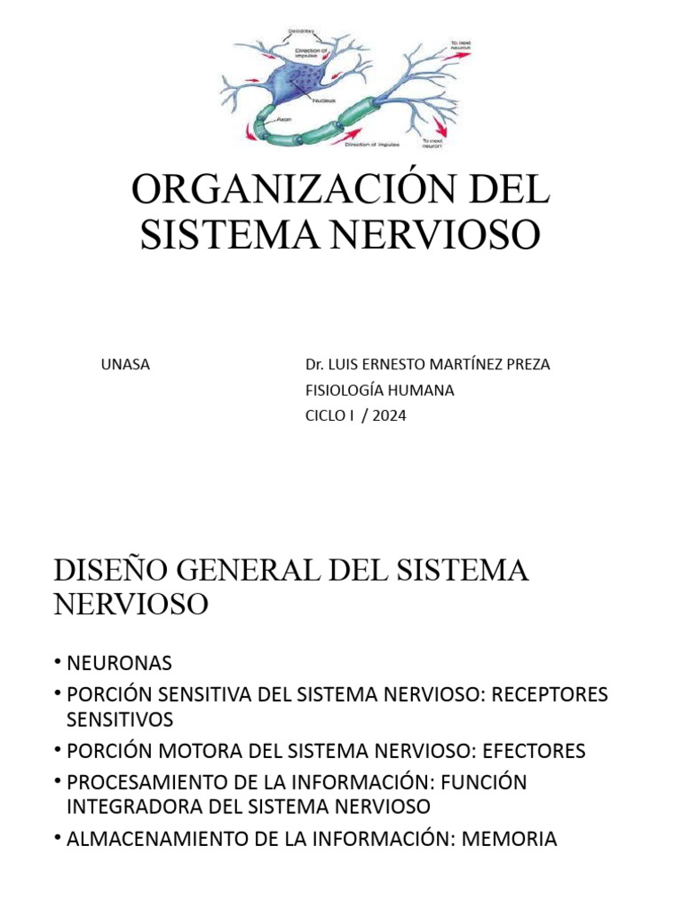 Organización Del Sistema Nervioso | PDF | Sistema nervioso | Sistema nervioso central