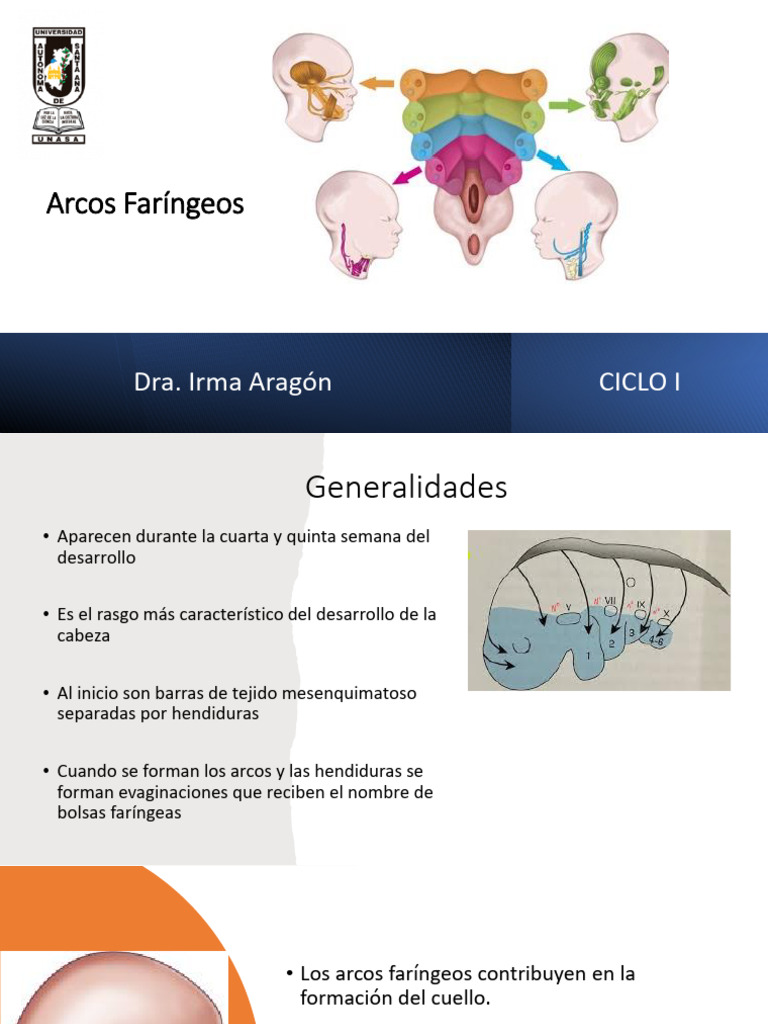 Desarrollo de los Arcos Faríngeos | PDF | Estudios de idiomas extranjeros