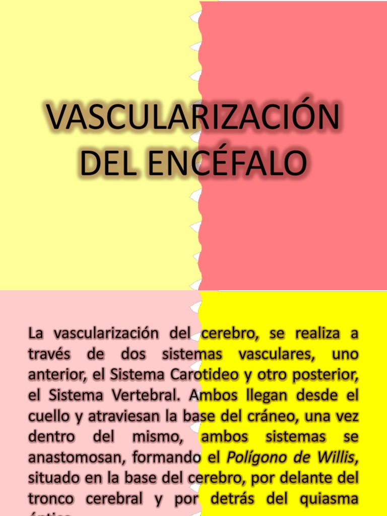 Vascularización Del Sistema Nervioso Central Pdf Anatomía Humana Cabeza Y Cuello Humanos