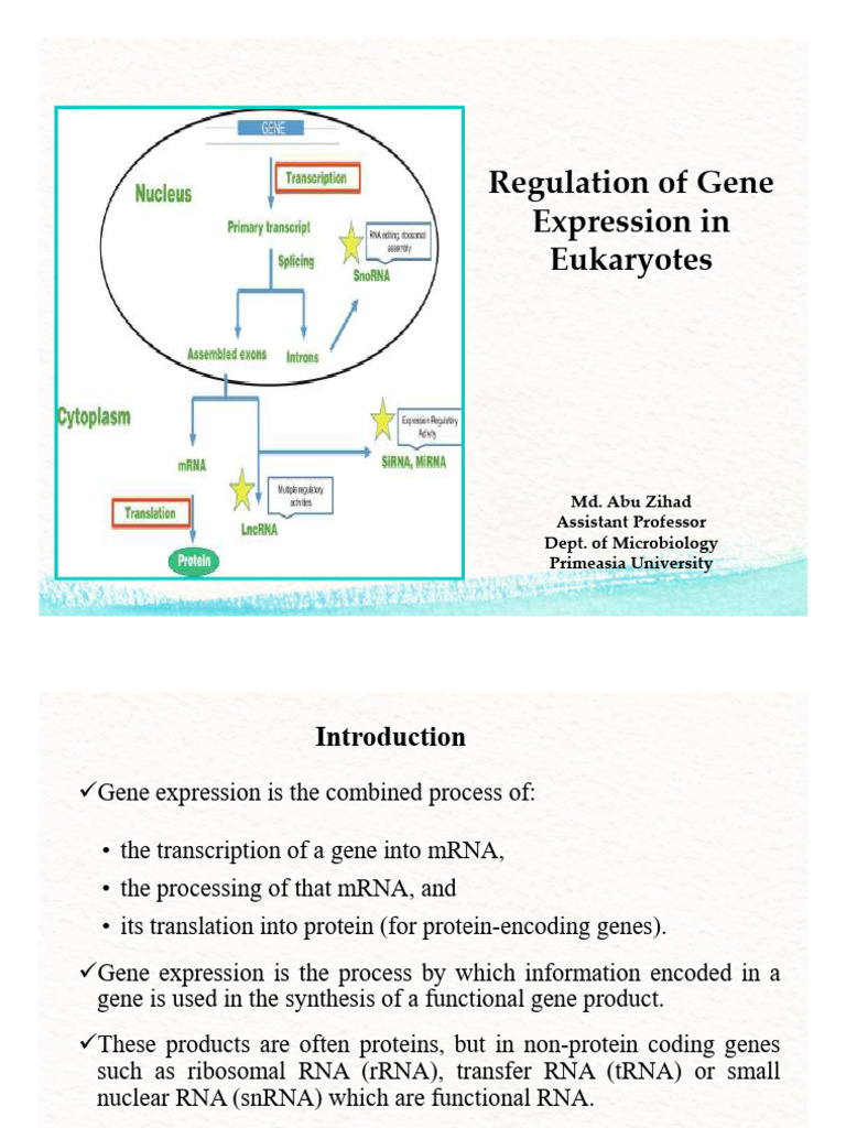 Regulation of Gene Expression in Eukaryotes (Light) | PDF | Histone ...