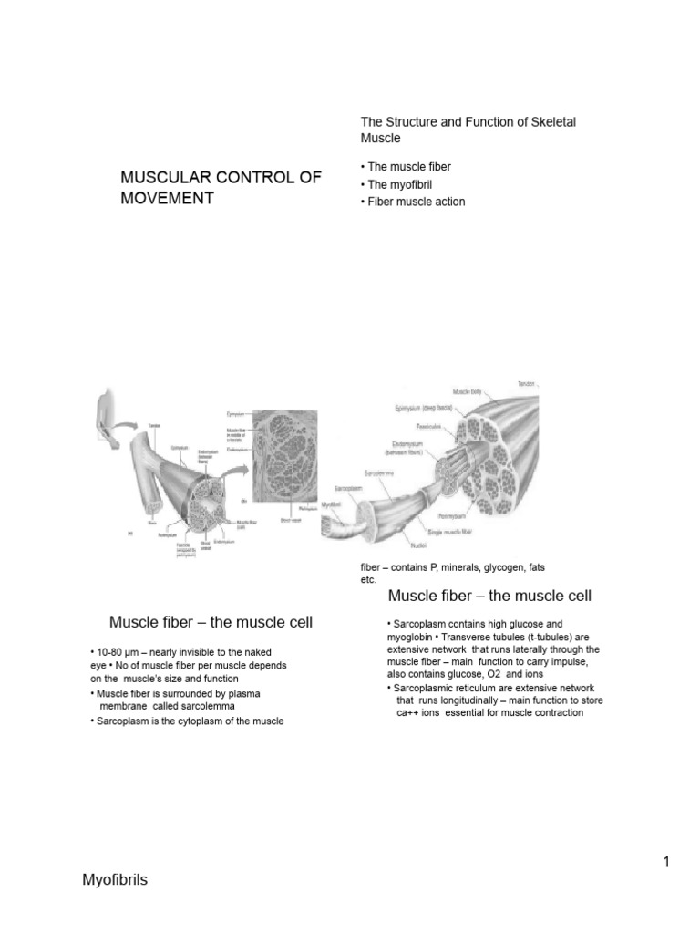 2.Muscular Control of Movement | PDF | Muscle Contraction | Skeletal Muscle