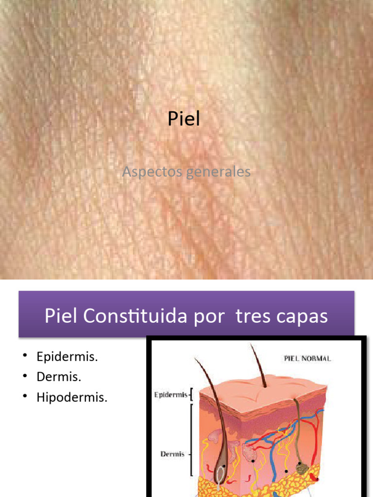 Piel | PDF
