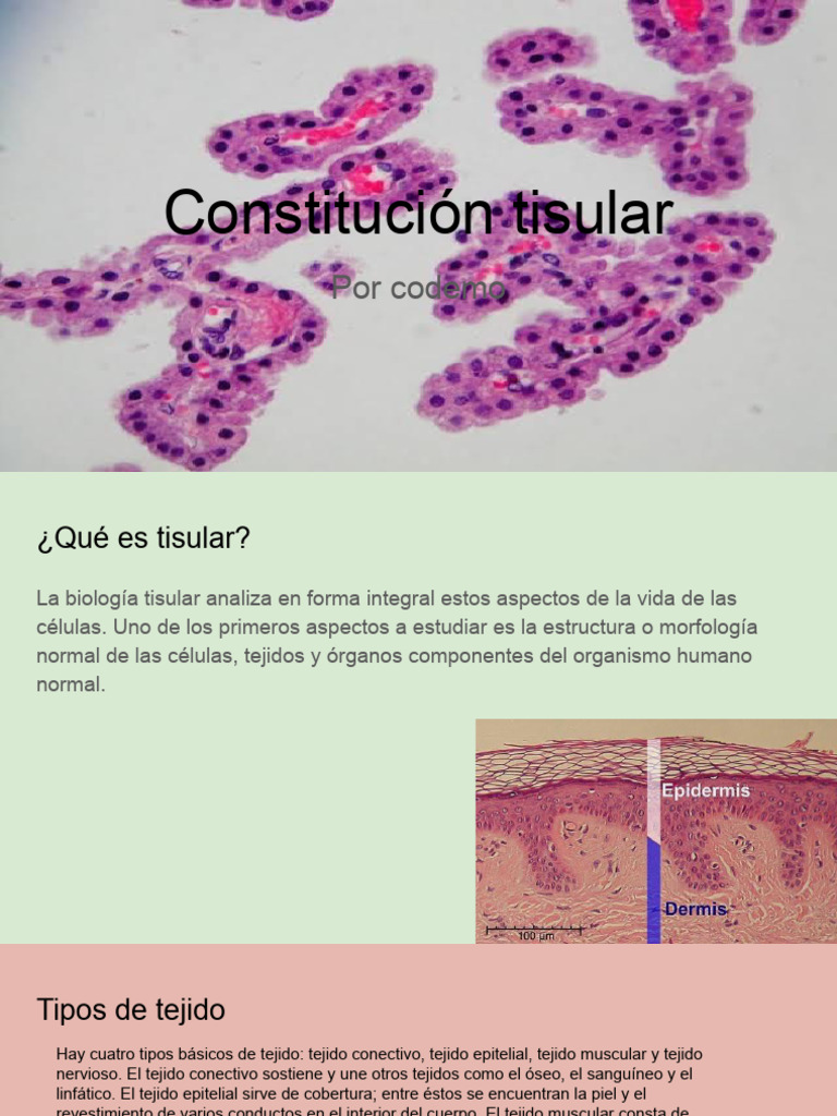 Tisular | PDF | Tejido (biología) | Músculo