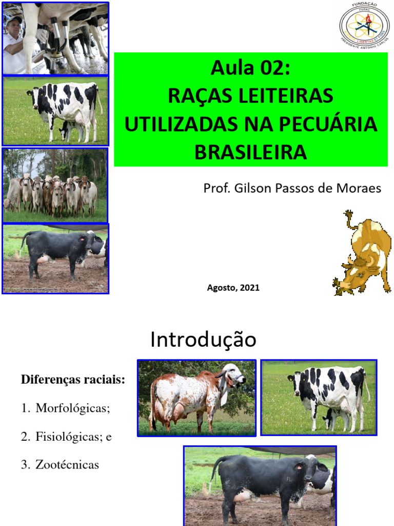Aula 02_Racas de Bovinos Leiteiros Completo | PDF | Gado | Leite
