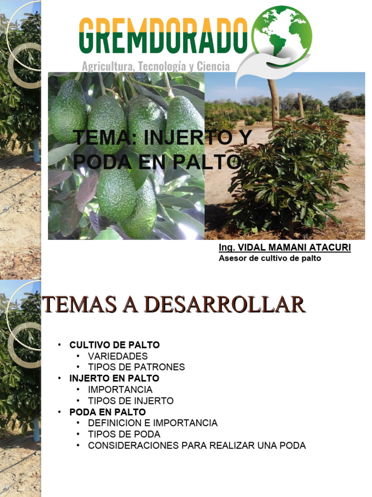 Instalación de Un Cultivo de Palto 2017 | PDF