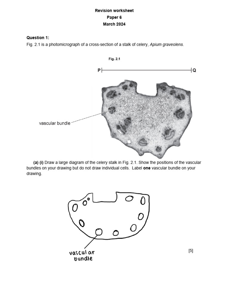 Revision Worksheet Paper 6 | PDF | Plant Stem | Celery