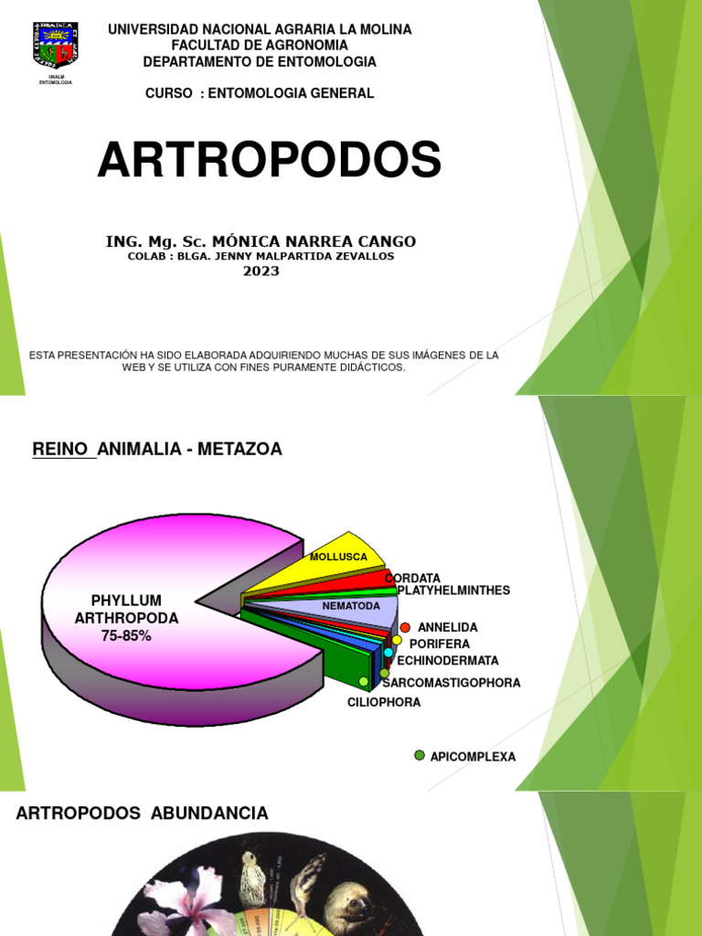 ARTROPODOS | PDF | Araña | Insectos