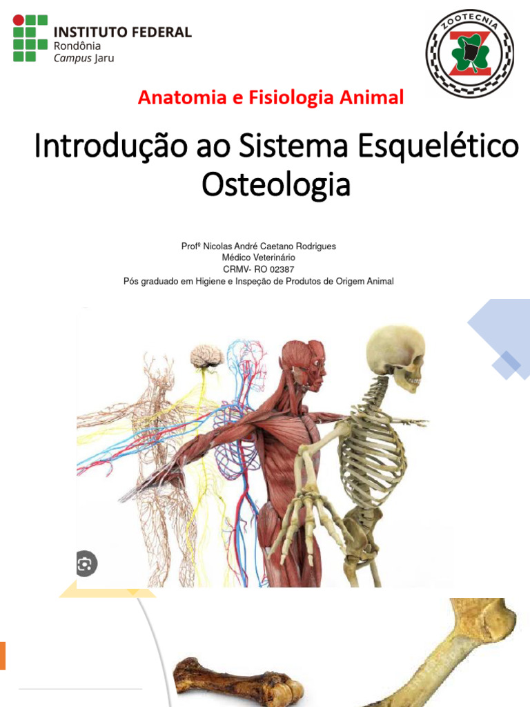 Aula 2 - OSteologia | PDF | Osso | Corpo humano