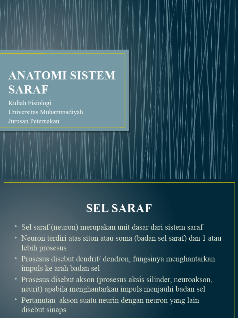 Anatomi dan Struktur Sistem Saraf | PDF