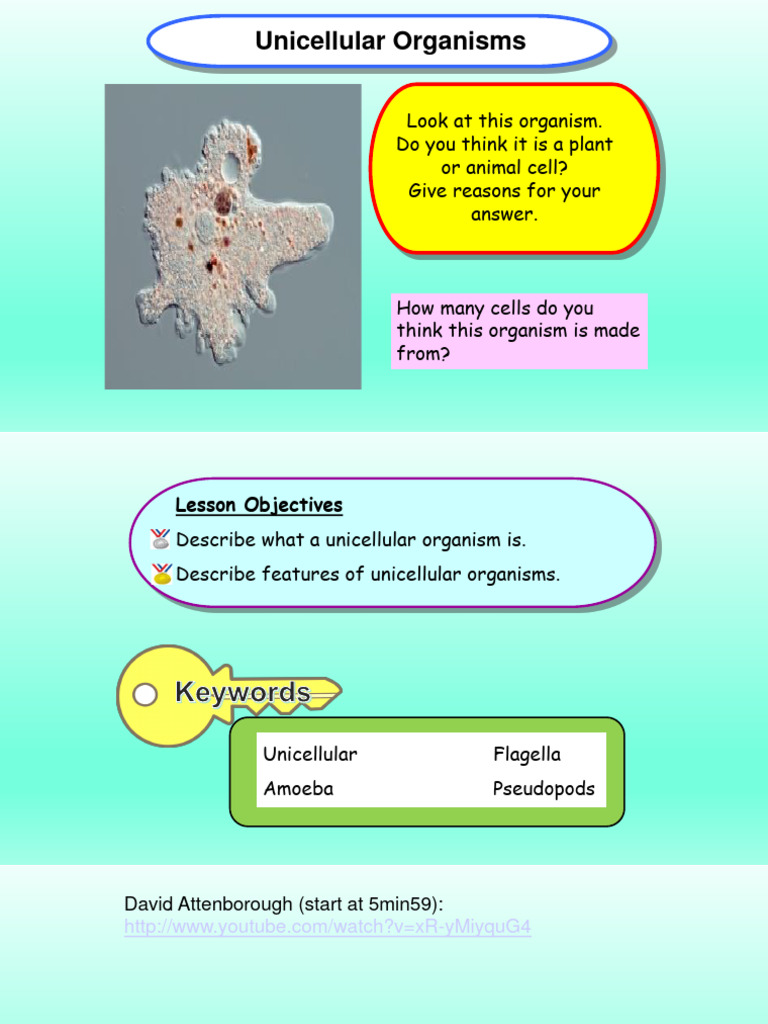 Understanding Unicellular Organisms | PDF | Fungus | Bacteria
