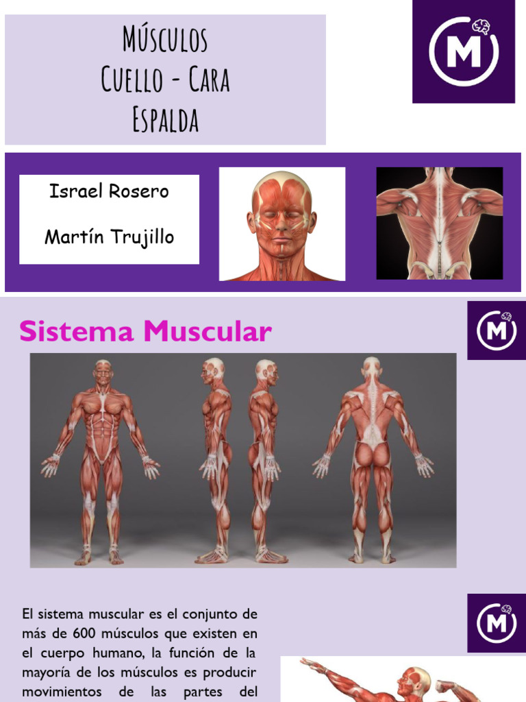 META Musculos Cuello-Cara | PDF META Musculos Cuello-Cara | PDF