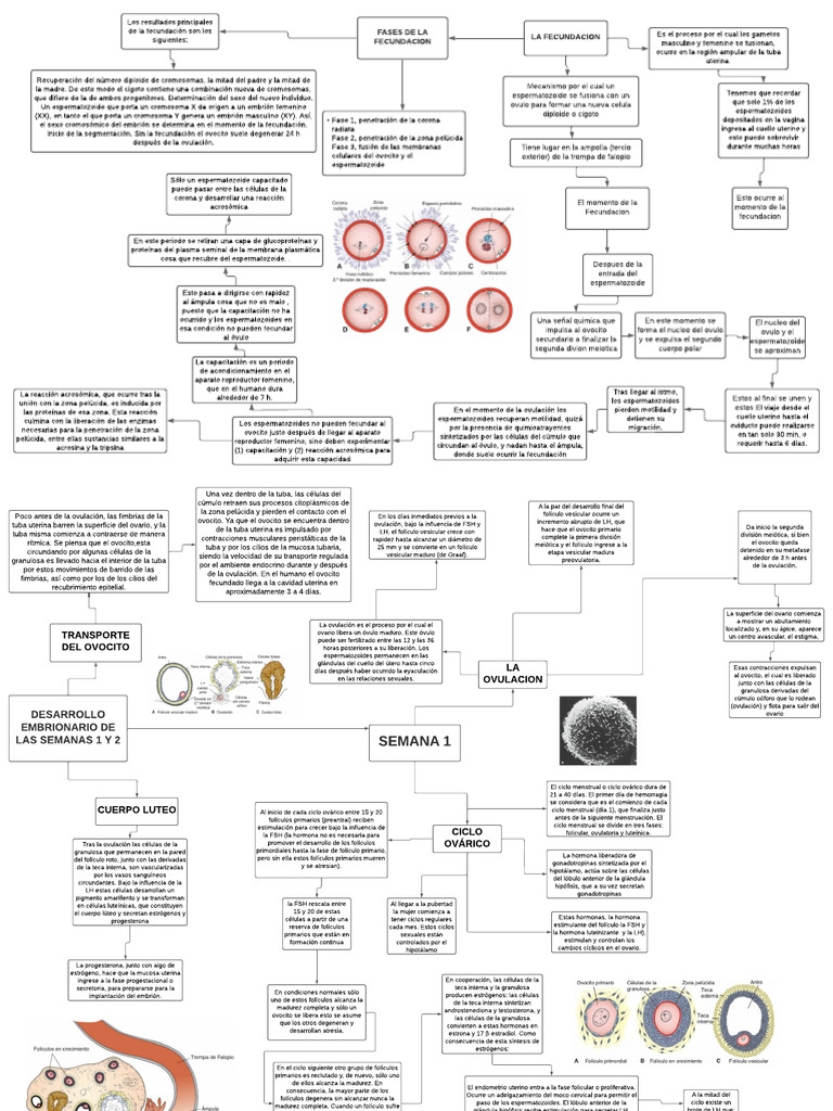 La Fecundacion y Desarrollo Embrionario Semana 1 y 2 | PDF | Hormona luteinizante | Ciclo menstrual