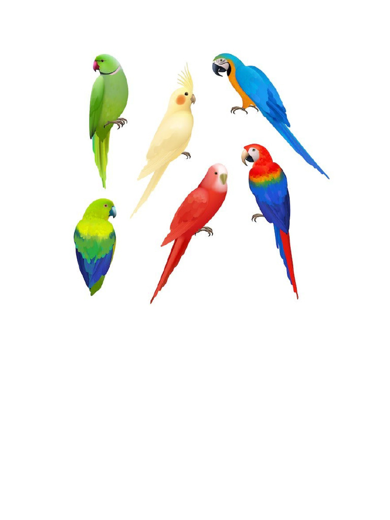 Loros | PDF