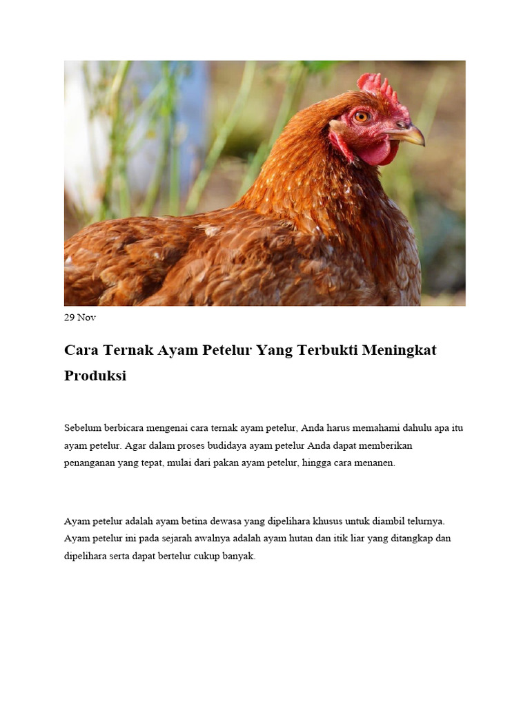 Cara Ternak Ayam Petelur | PDF
