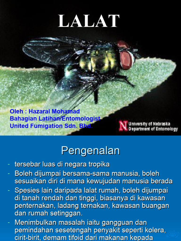 LALAT | PDF