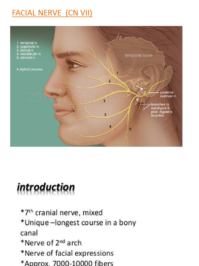 Anatomy of the Facial Nerve (CN VII) | PDF