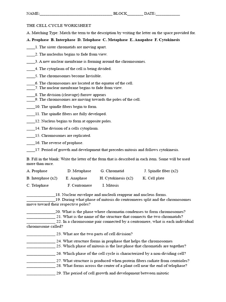 The Cell Cycle Worksheet | PDF | Mitosis | Cell Biology