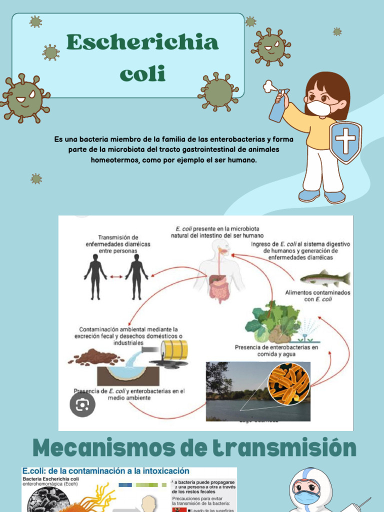 Escherichia E. Coli | PDF | Escherichia coli | Diarrea