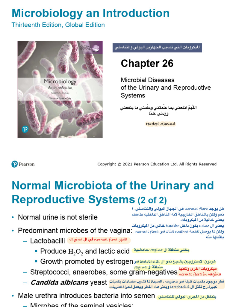 Ch 26 Microbial Diseases of the Urinary and Reproductive Systems | PDF