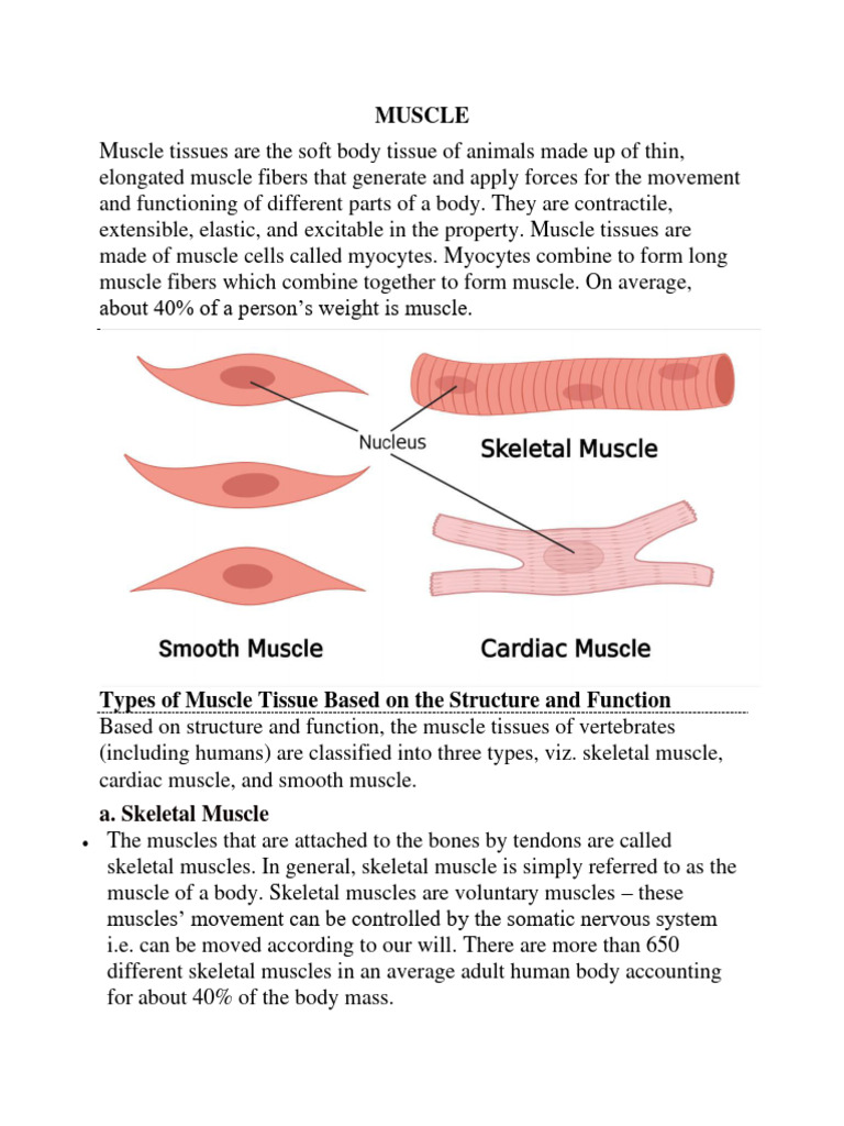 MUSCLE B.Sc-II | PDF | Muscle | Muscle Contraction