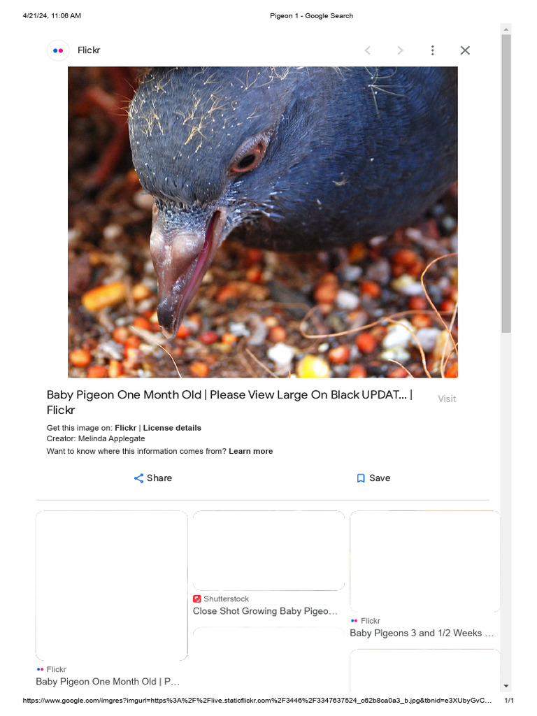 Baby Pigeon Growth Stages | PDF