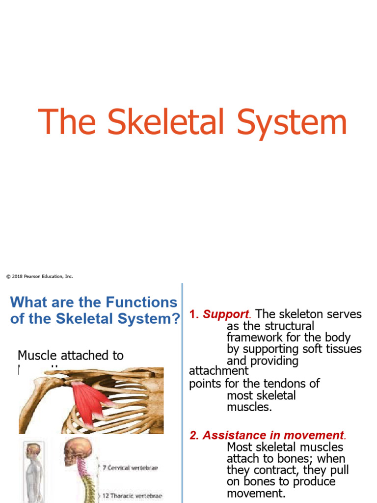 Skeletal-System | PDF | Vertebral Column | Vertebra