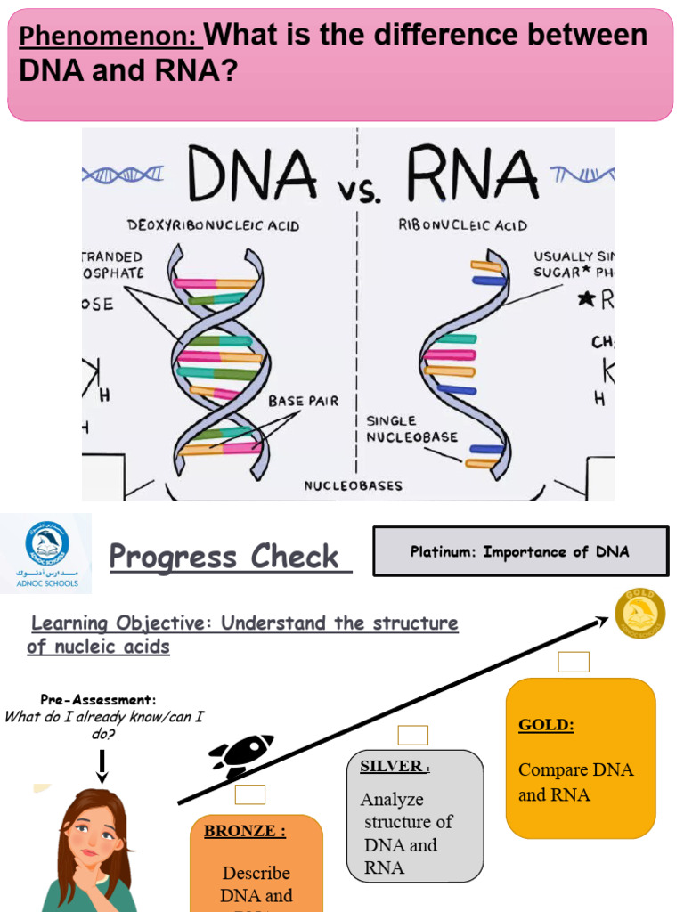 DNA vs RNA: Key Differences Explained | PDF | Nucleic Acids | Dna
