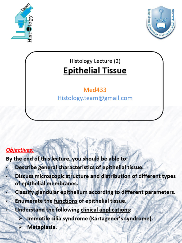 2 - Epithelial Tissue | PDF | Epithelium | Anatomy