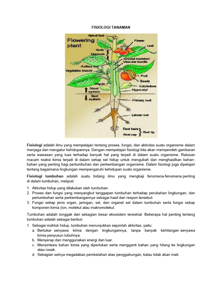 Fisiologi Tanaman | PDF