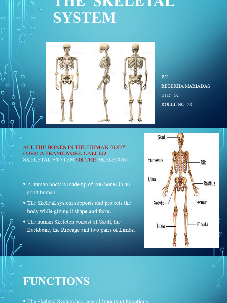 The Skeletal System | PDF | Skeleton | Joint
