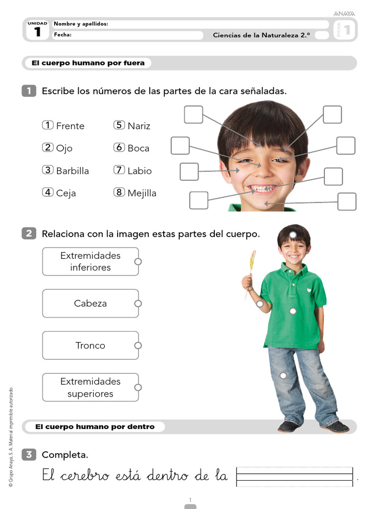 Ref 1 | PDF | Cabeza y cuello humanos | Rasgos faciales