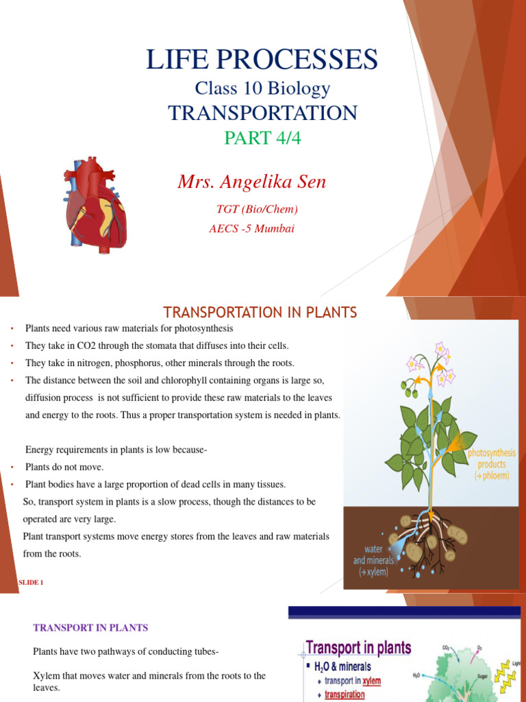 Transportation Processes in Plants | PDF | Tissue (Biology) | Root