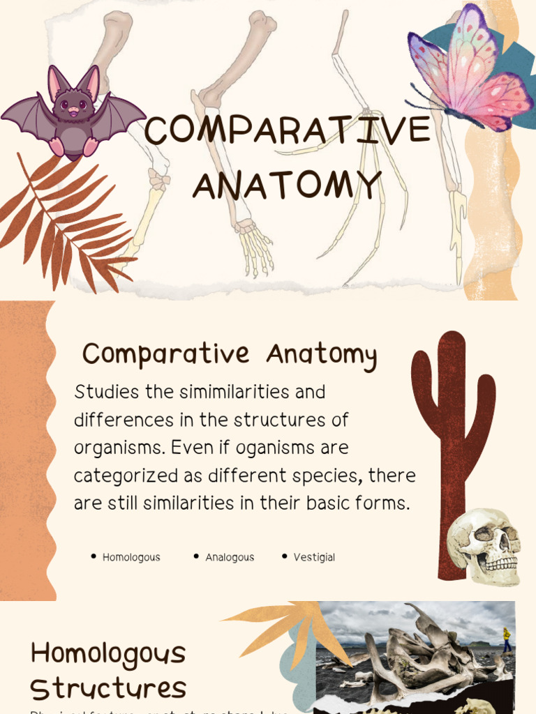 COMPARATIVE ANATOMY | PDF | Homology (Biology) | Anatomy