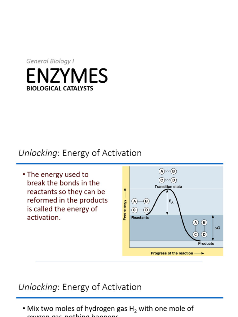 Enzymes | PDF | Chemical Reactions | Catalysis