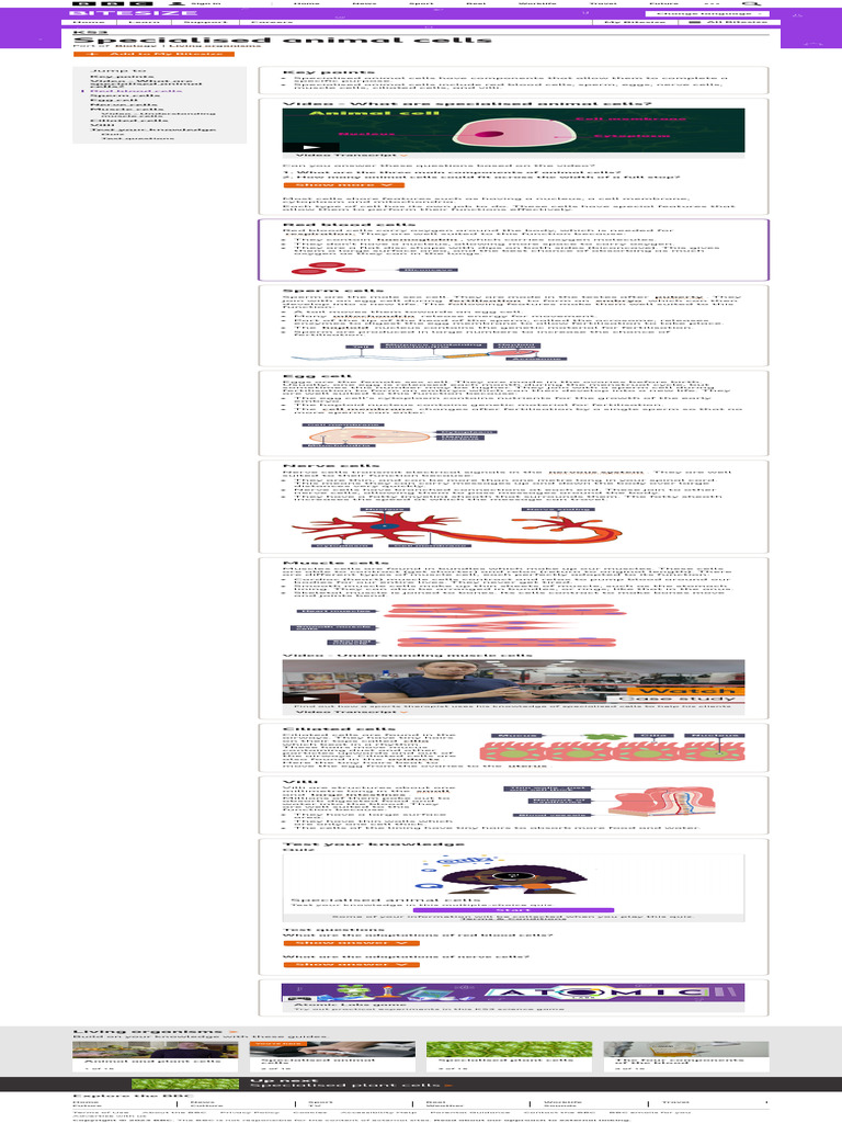 Specialised Animal Cells - Living Organisms - KS3 Biology - BBC ...