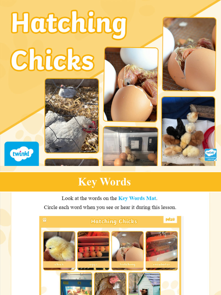 T SC 1645195705 ks1 Virtual Hatching Chicks Photos and Video Powerpoint ...