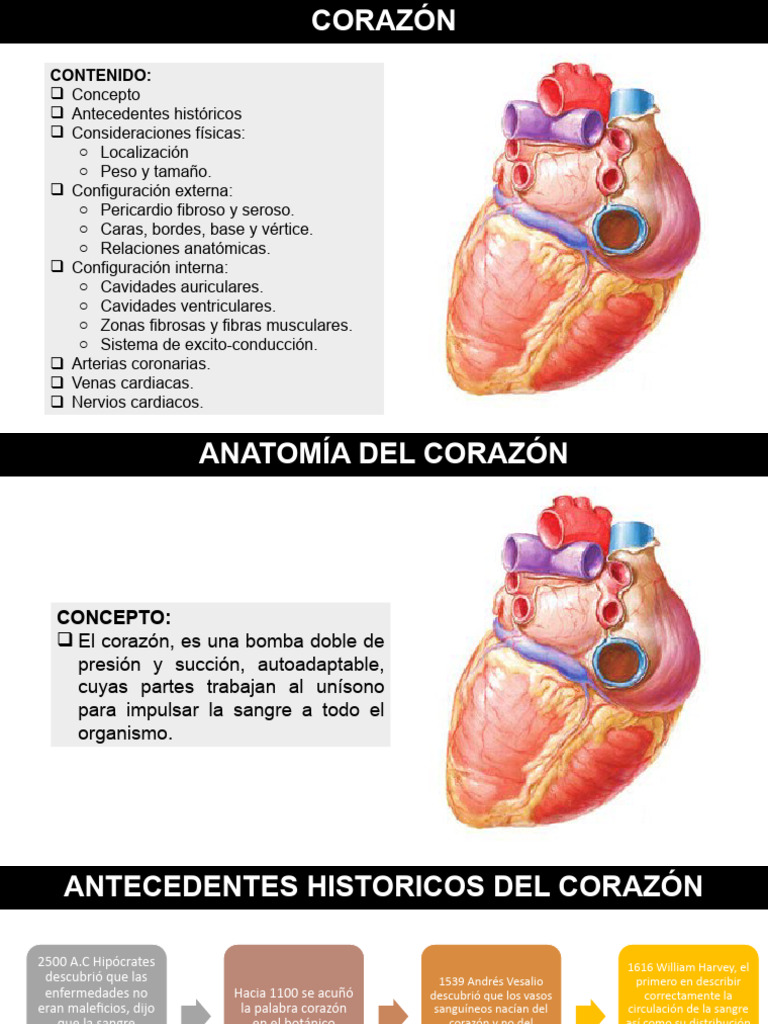 Anatomia de Corazón | PDF | Corazón | Órgano (anatomía)