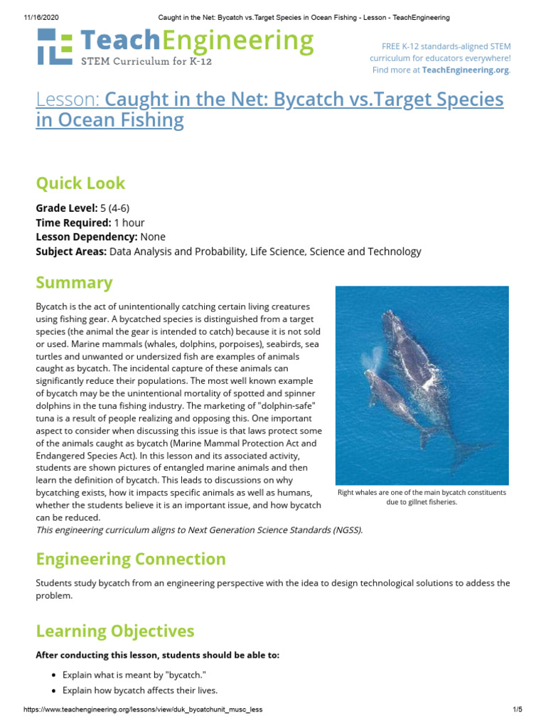 Caught in The Net - Bycatch Vs - Target Species in Ocean Fishing ...