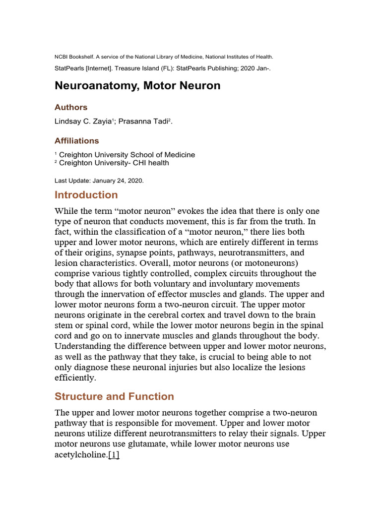 Neuro Anatomy, Motor Neuron | PDF | Motor Neuron | Spinal Cord
