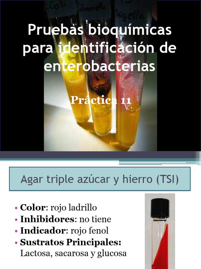Pruebas Bioquimicas para Identificacion | PDF