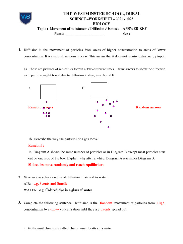 Diffusion and Osmosis Answer Key | PDF | Osmosis | Chemistry