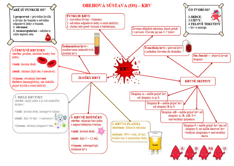 Obehová sústava - krv - pojmová mapa | PDF