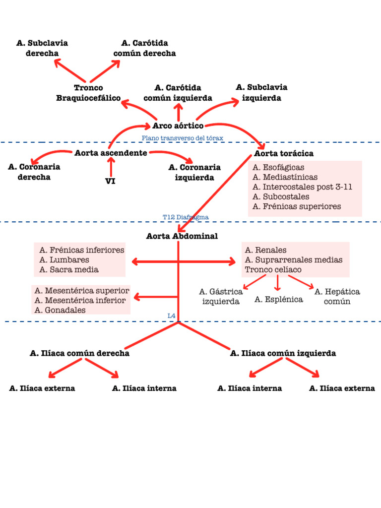 Cardio IV Esquema Arterias | PDF