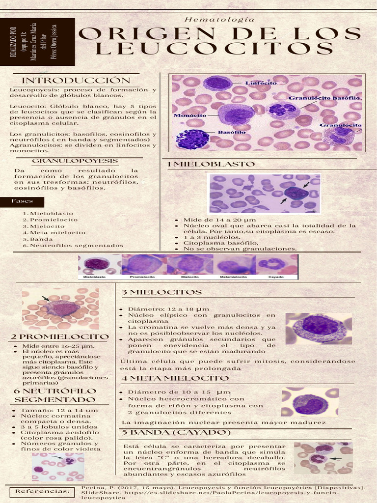 Origendelosleucocitos | PDF | Leucocito | Granulocitos