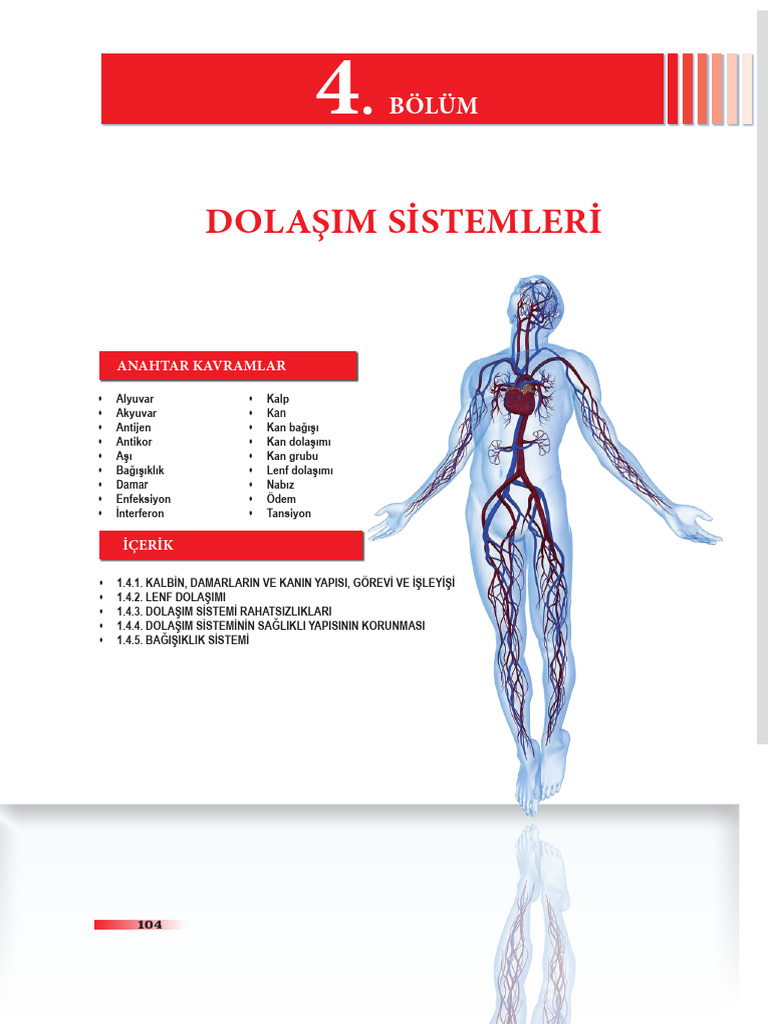 6-Kalp, Damar Ve Kan Dolaşımı | PDF