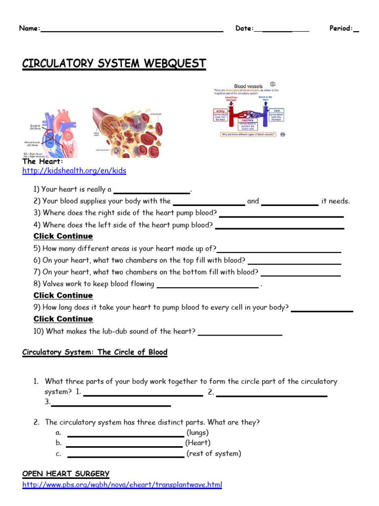 Circulatory System Webquest (2) | PDF | Blood | Blood Cell