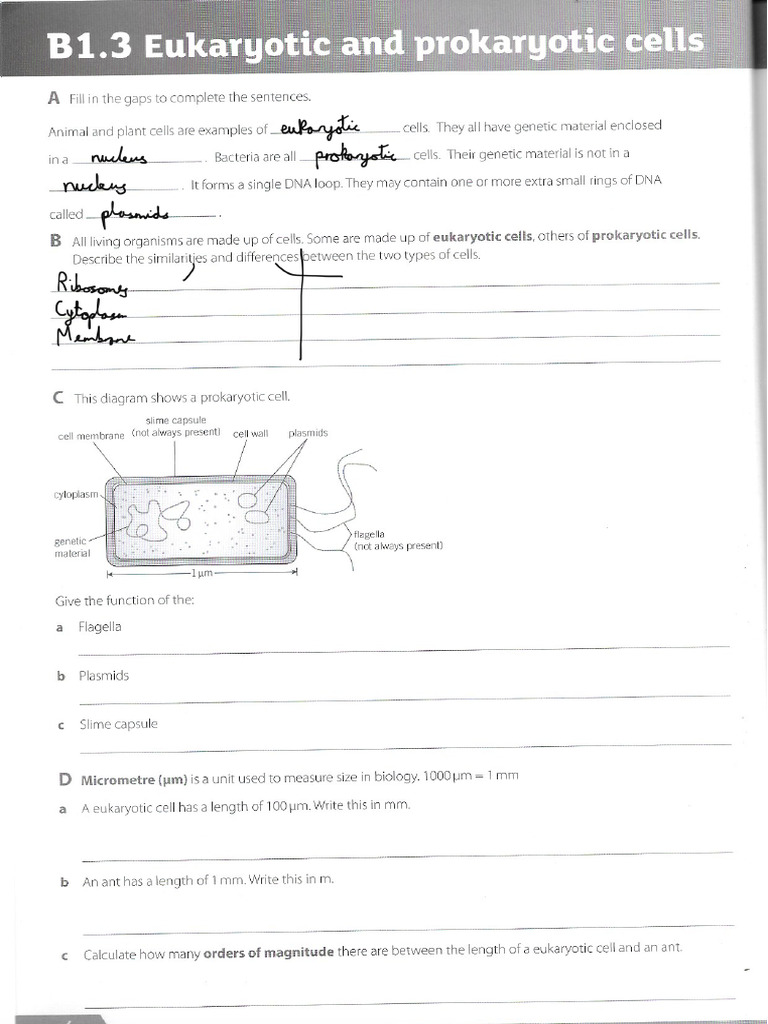 1.3 Eukaryotic and Prokaryotic Cells | PDF