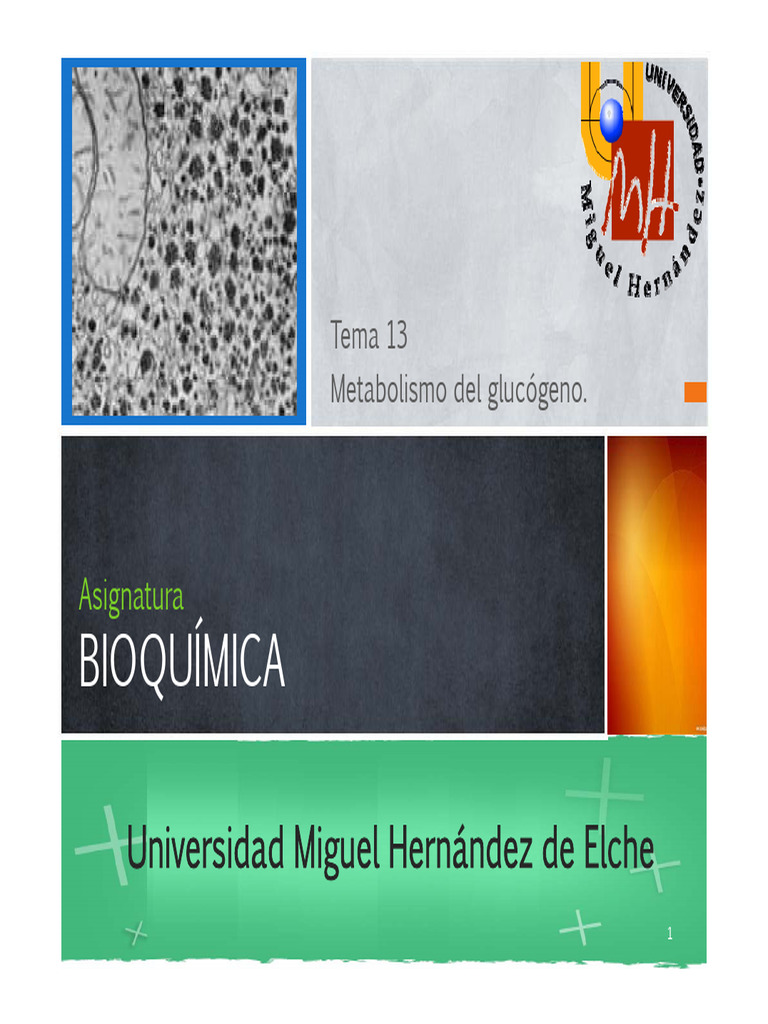 Bioquímica - T13 | PDF | Glucógeno | Metabolismo