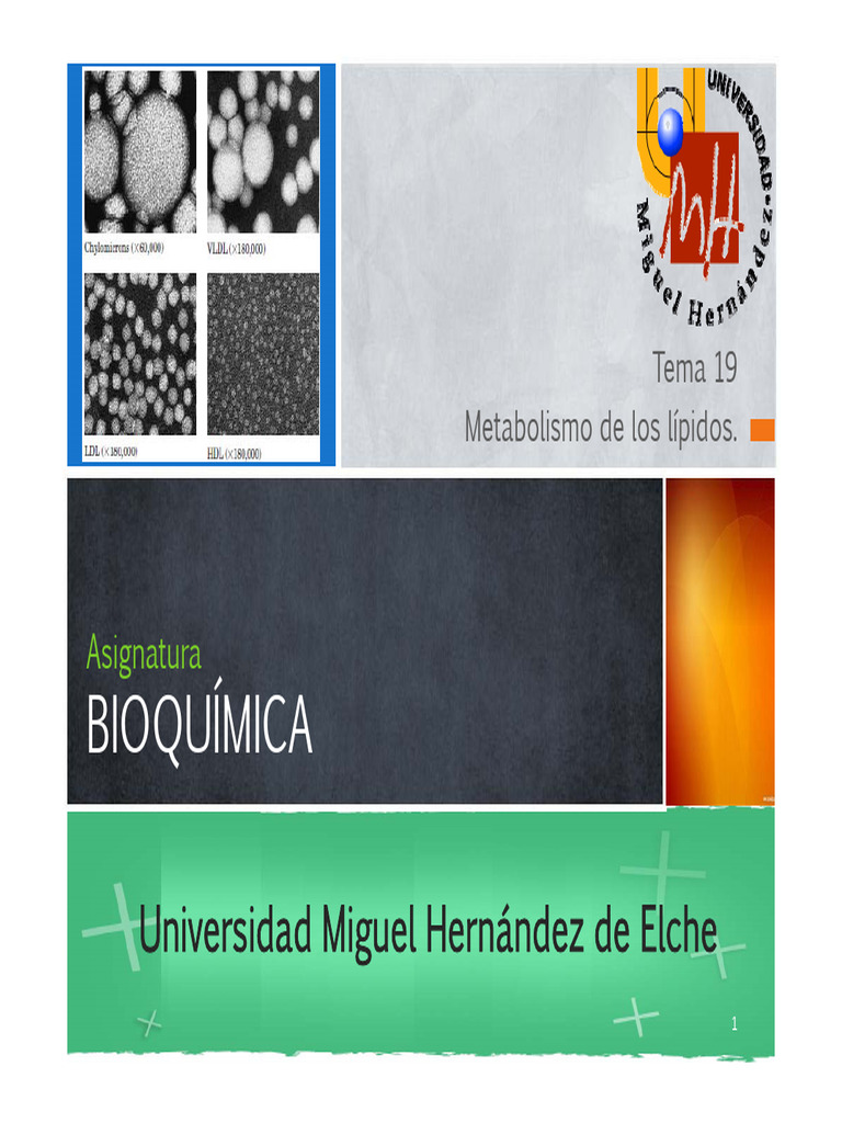 Bioquímica - T19 | PDF | Lipoproteína | Triglicéridos